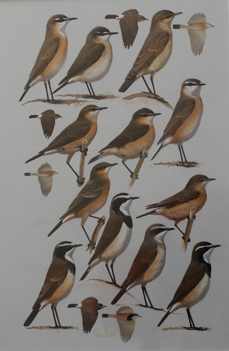 Chats of the World Picture Chris Rose | British Sporting Art British ...