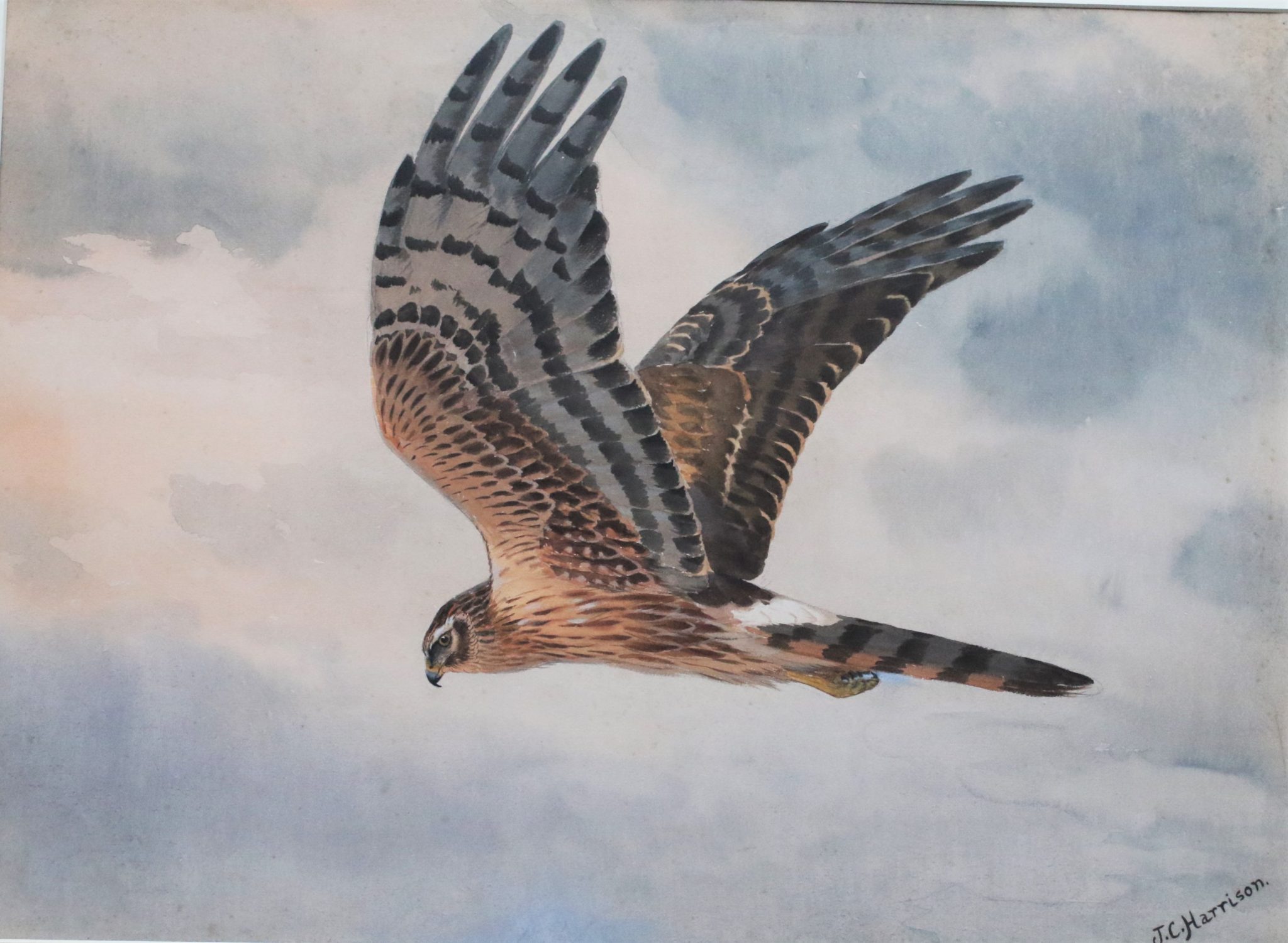 John Cyril Harrison | British Sporting Art