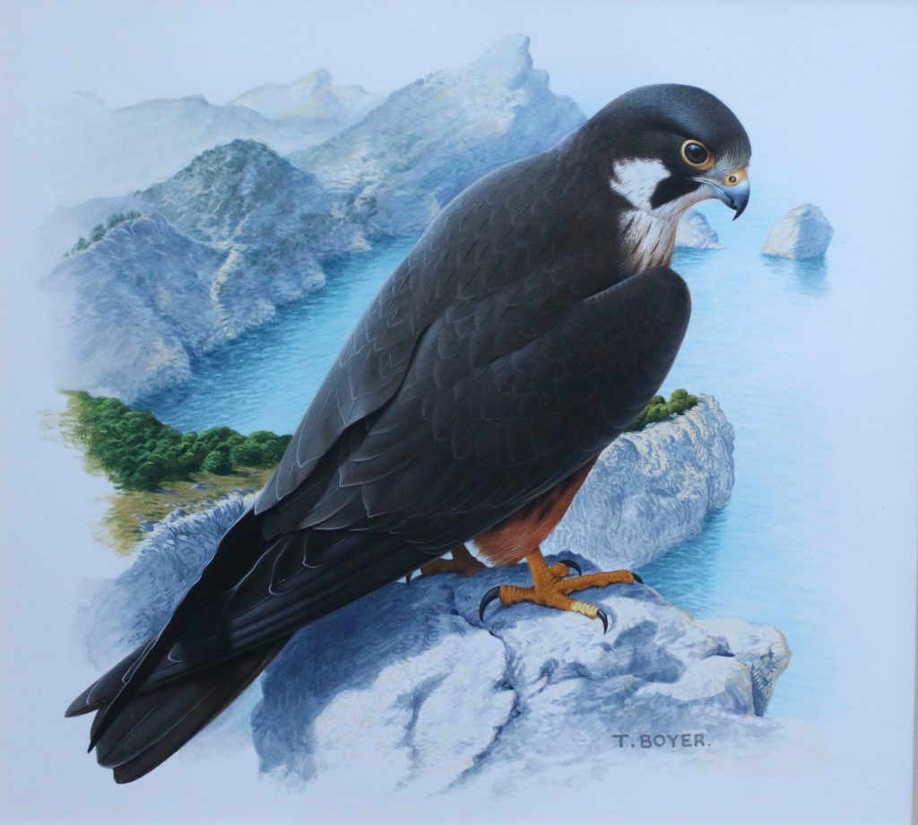 Eleanora's Falcon - Trevor Boyer | British Sporting Art